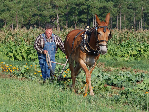 Horry County Museum | Visit Myrtle Beach