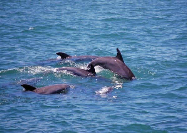 Myrtle Beach Adventures | Visit Myrtle Beach