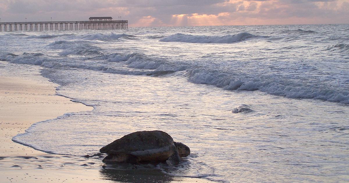 It’s Turtle Season in Myrtle Beach, South Carolina | Visit Myrtle Beach